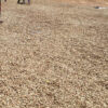 Raw Cashew Nut | PAAC