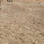 Raw Cashew Nut | PAAC
